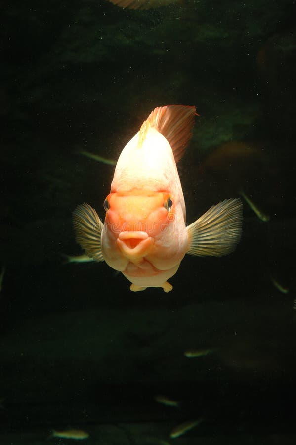Underwater goldfish stock photo. Image of goldfish, fresh - 10570924