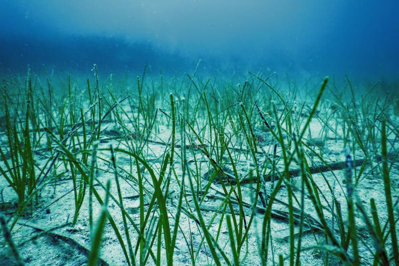 Underwater Green Sea Grass, Sea Grass Underwater Stock Photo - Image of ...