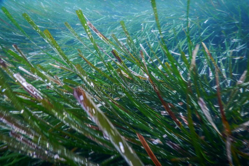 Underwater Sea Grass, Sea Grass, Underwater Scene Stock Image - Image ...