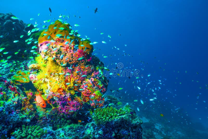 Underwater Image of Colorful Bright Corals Stock Photo - Image of ...