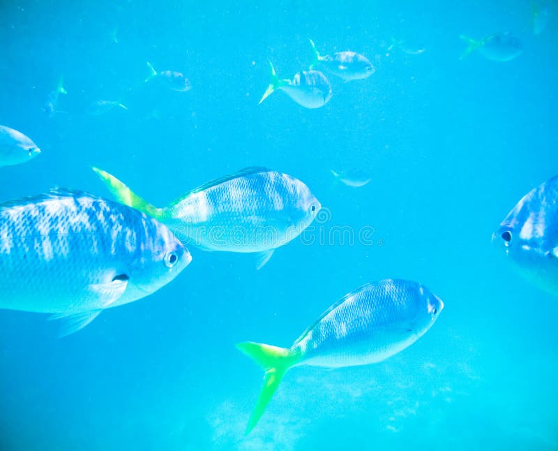 Underwater Image with Fish Swiming Stock Photo - Image of caucasian ...