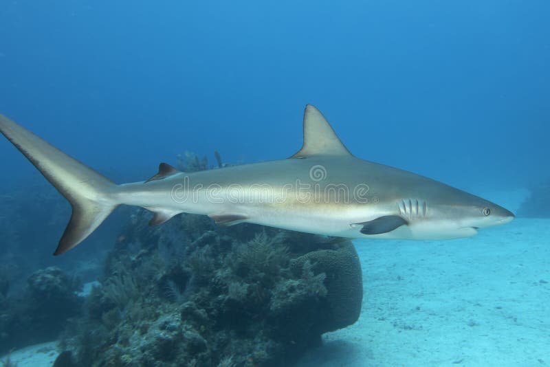 Underwater Image of Reef Shark Stock Image - Image of danger, perezii ...