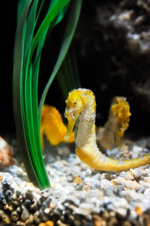 Underwater Image of a Seahorse Stock Photo - Image of dorsal ...