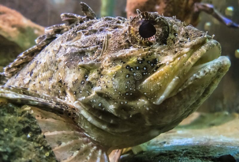 Underwater Image of Tropical Fish Stock Photo - Image of exotic, poison ...