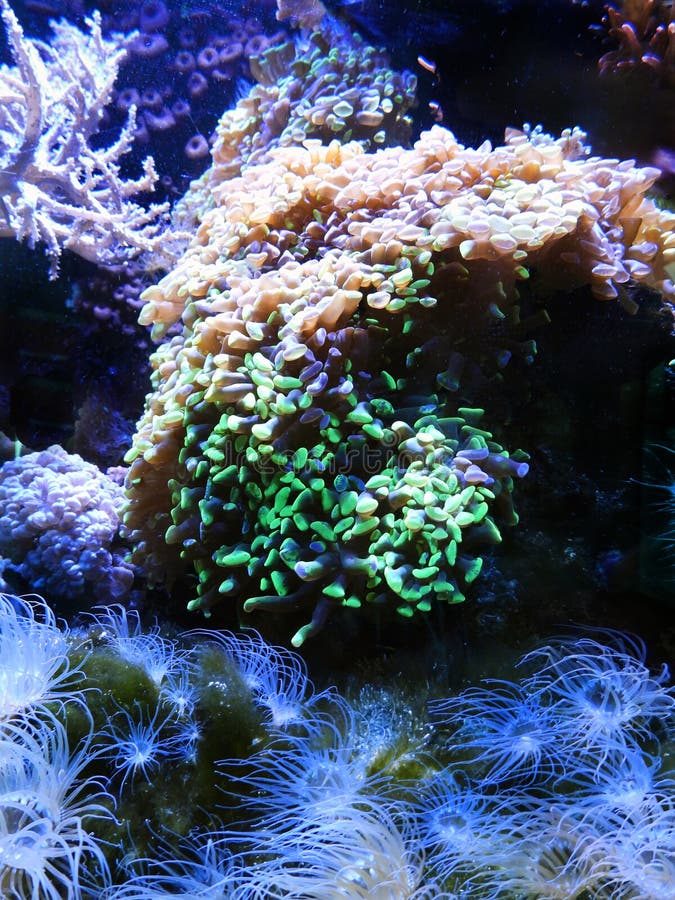 Underwater Invertebrates Fish Tank at FingerLakes Zoo Stock Image ...