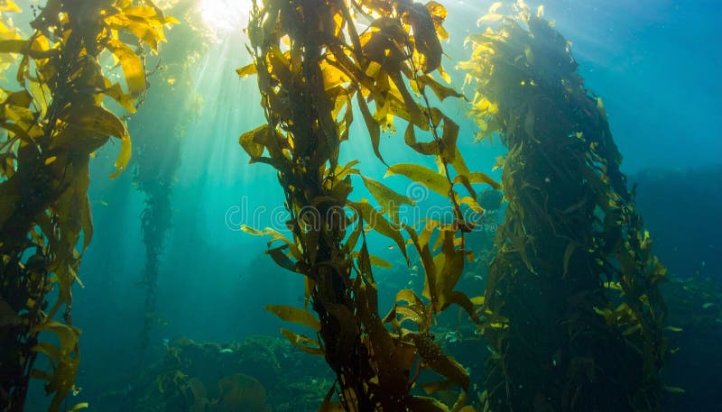 Underwater Kelp Forest Background. Generated Image Stock Photo - Image ...