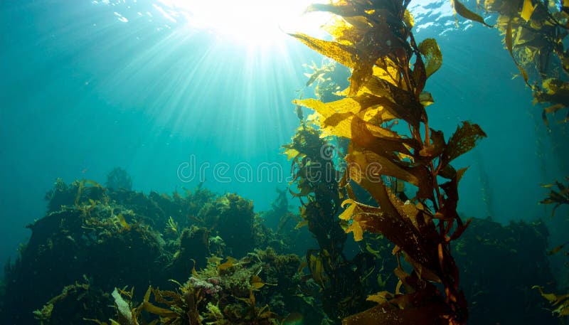 Underwater Kelp Forest Background. Generated Image Stock Image - Image ...