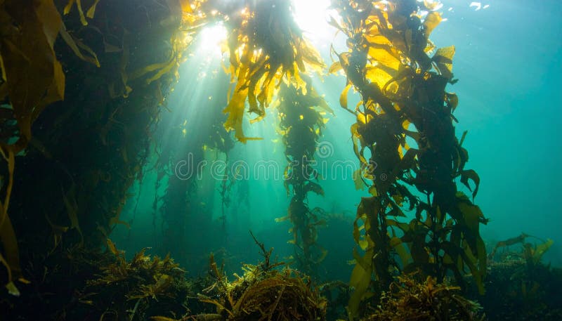 Underwater Kelp Forest Background. Generated Image Stock Photo - Image ...