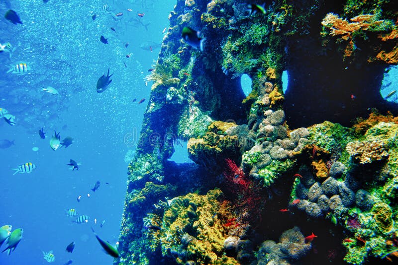 Underwater landscape stock image. Image of beautiful - 22096771