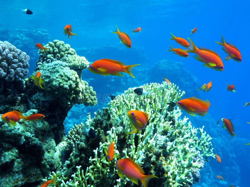 Underwater landscape stock photo. Image of green, snorkeling - 27232074