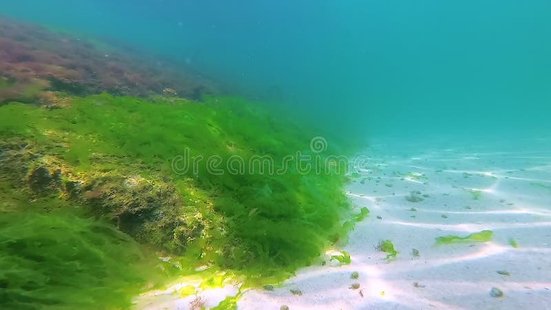Underwater Landscape, Black Sea. Green, Red and Brown Algae on the ...