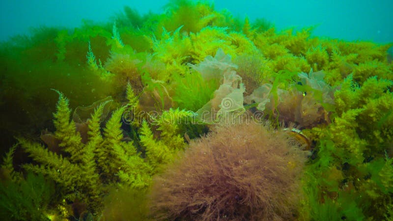 Underwater Landscape, Black Sea. Green, Red and Brown Algae on the ...
