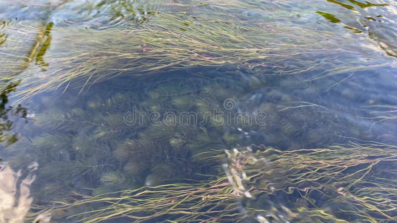 Underwater Landscape of Freshwater River with Reflections of Grass and ...