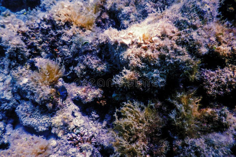 Algae with Blue and Brown Colors Underwater in the Ocean Cystoseira ...