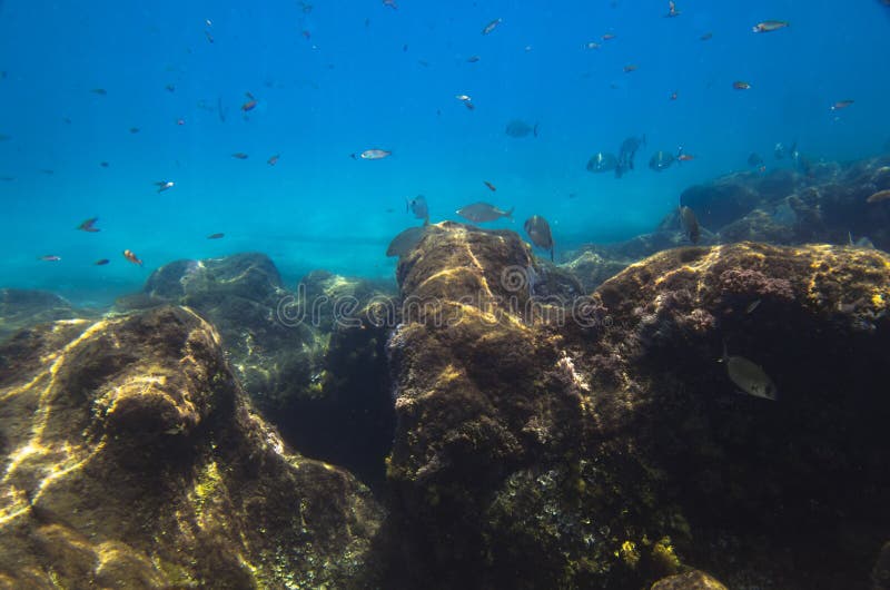 Underwater Landscape with Rocks Stock Photo - Image of reef, nature ...