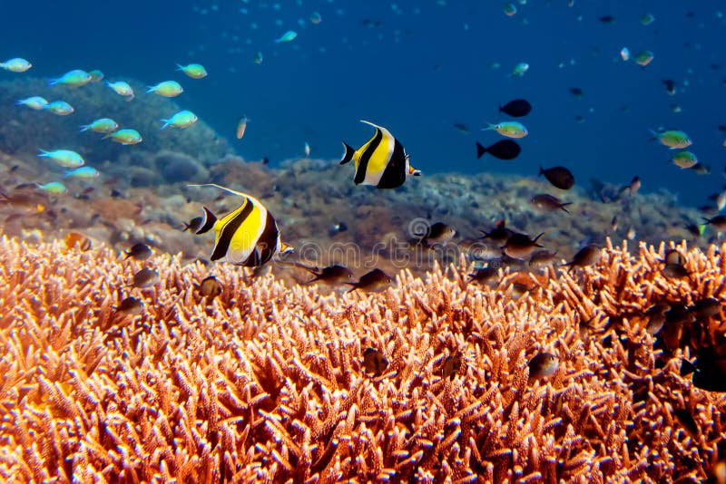 Underwater landscape stock photo. Image of life, camoflauge - 47887886