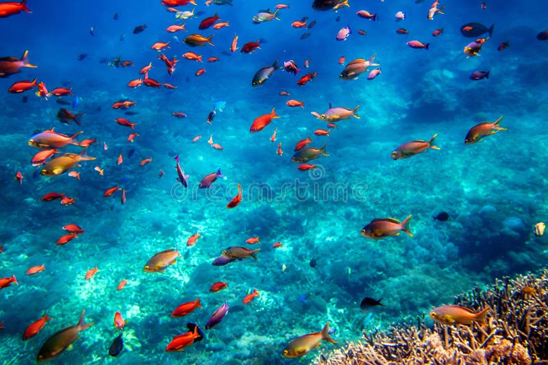 Underwater landscape stock image. Image of beautiful - 22096771