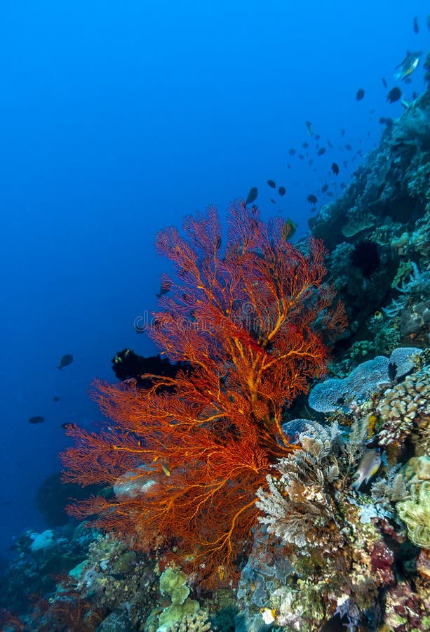 Underwater, Lembeh Strait,Indonesia Stock Image - Image of soft ...