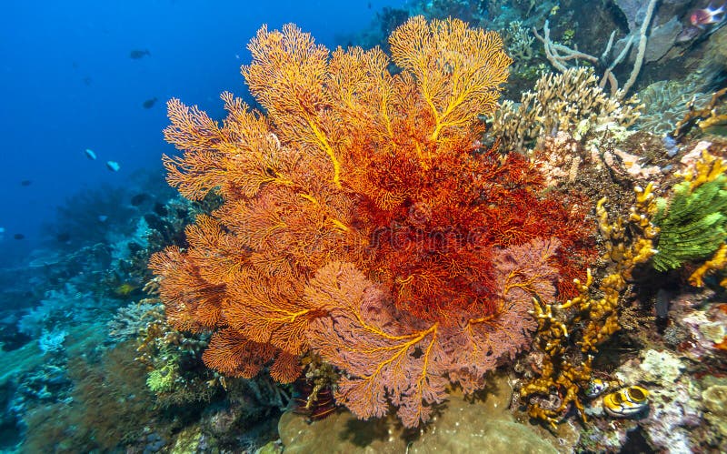 Lembeh Strait stock photo. Image of coral, ocean, pacific - 32231650
