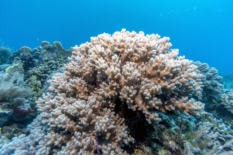 Underwater, Lembeh Strait,Indonesia Stock Photo - Image of island, fish ...