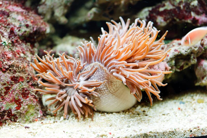 Puffed Up Blowfish Swimming Underwater in the Ocean Stock Photo - Image ...