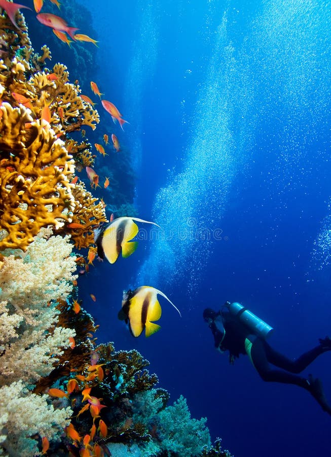 Underwater life stock image. Image of reef, butterflyfish - 27909293