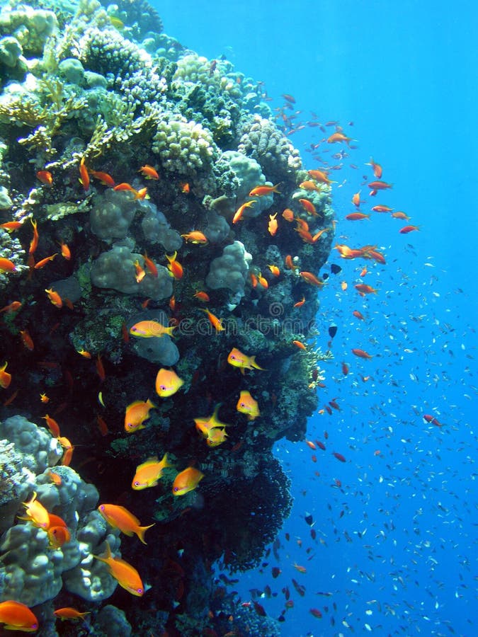 Underwater life stock photo. Image of coral, tourism, marine - 6227092