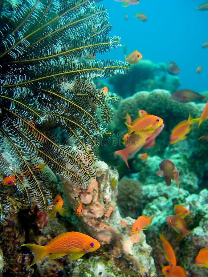 Underwater life stock image. Image of egypt, fiji, colony - 8139929