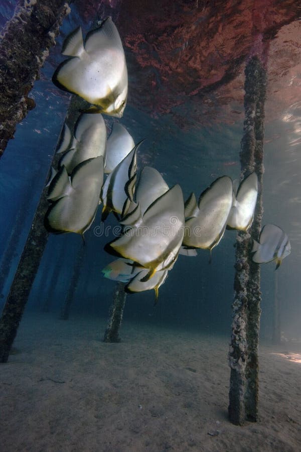 Underwater Life - Batfishes ( Platax Orbicularis ) Stock Image - Image ...