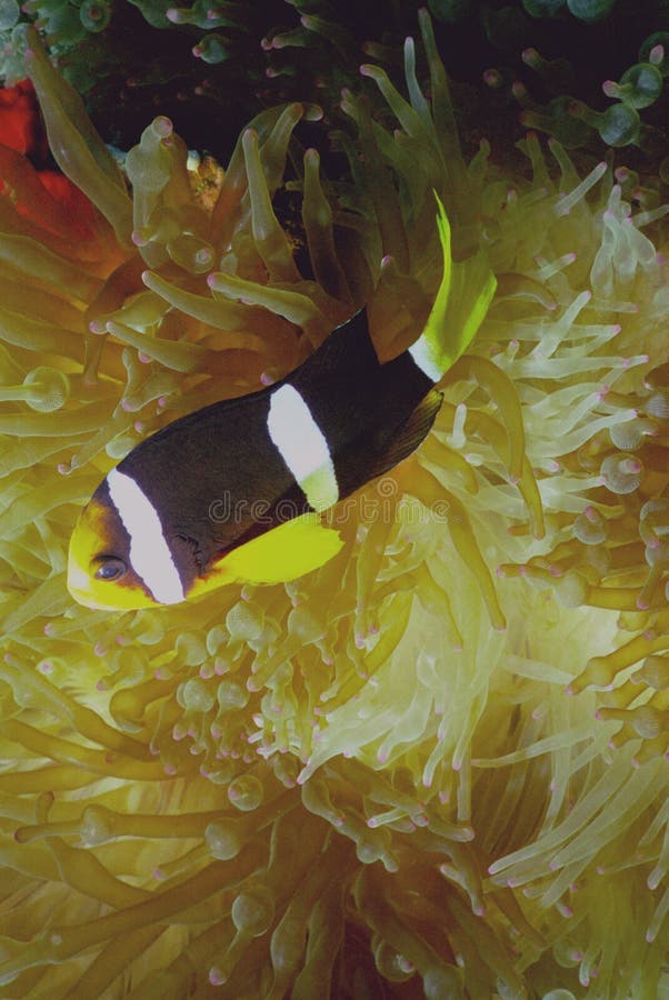 Underwater Life Of Coral Reef Picture. Image: 4522554