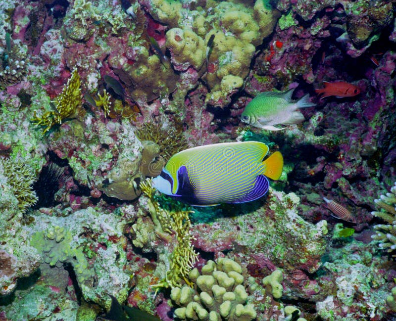 Underwater Life Of Coral Reef Picture. Image: 4576322