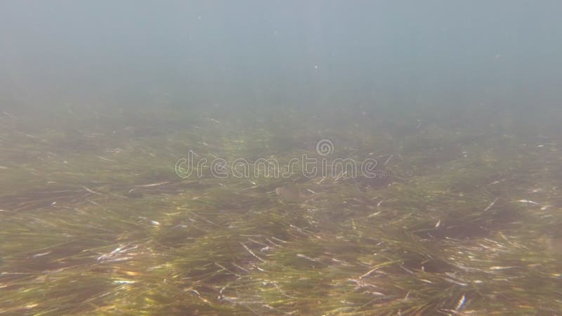 Fish Algae Light stock video. Video of water, marine - 227193787