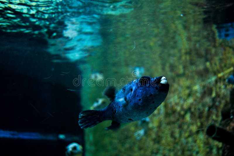 Underwater Life: Fish with Big Teeth Stock Image - Image of shoal, blue ...