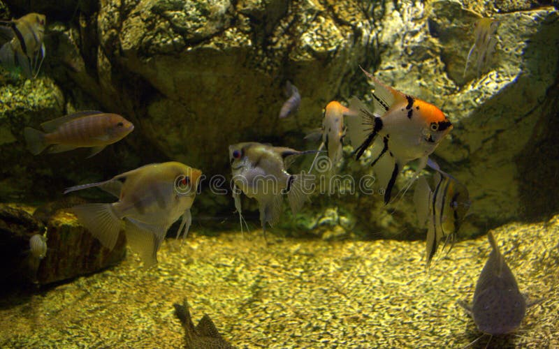 Underwater life stock photo. Image of nature, aquarium - 54669744