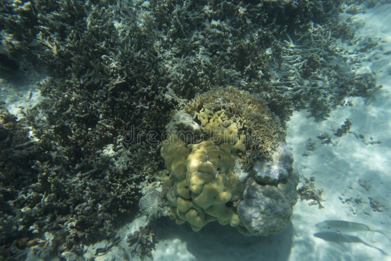 The Underwater Life in Lagoon Stock Image - Image of underwater ...