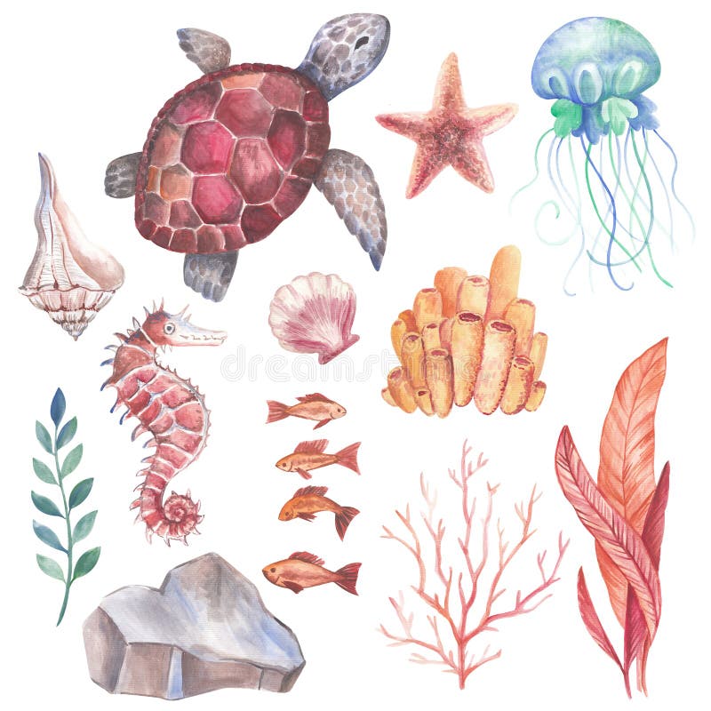 Underwater Life - Shells, Turtle, Plants, Corals, Fish. Set of ...