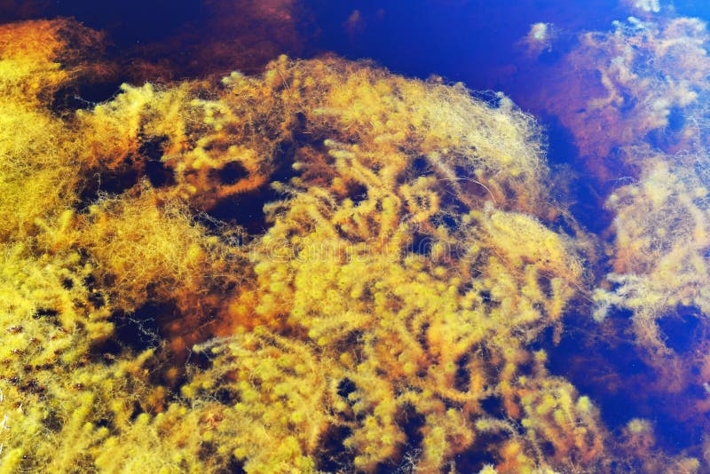 Underwater life of a swamp stock photo. Image of water - 127322172