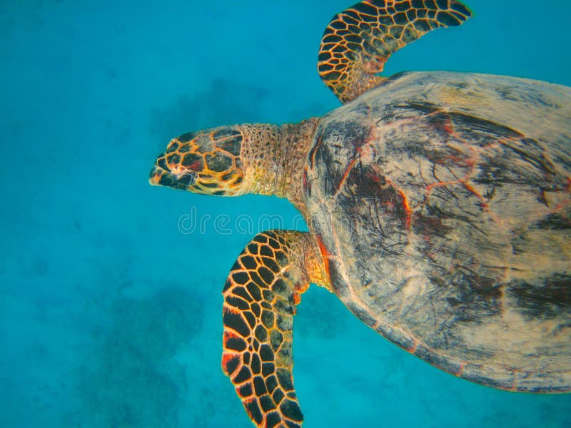 Underwater Life of Tropical Sea Stock Photo - Image of africa, life ...