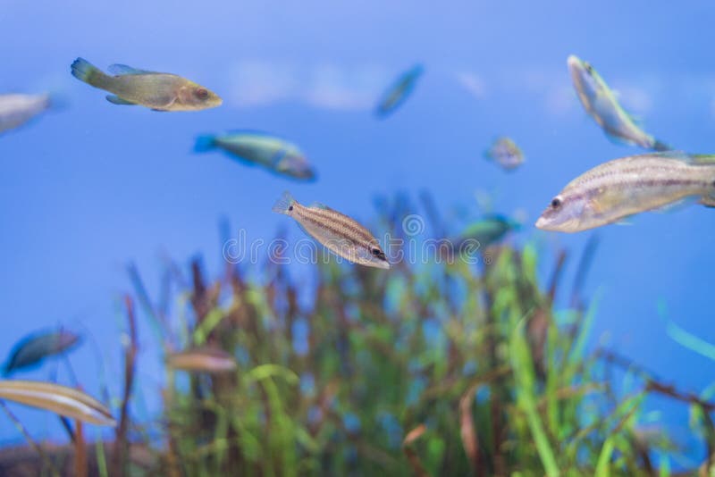 Underwater life stock image. Image of aquarium, depth - 53006055