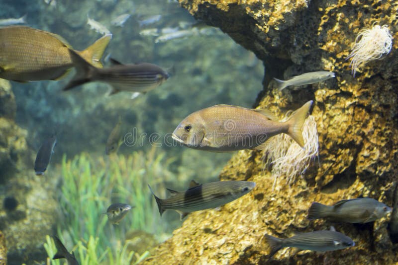 Underwater life stock image. Image of summer, coral, blue - 53038799