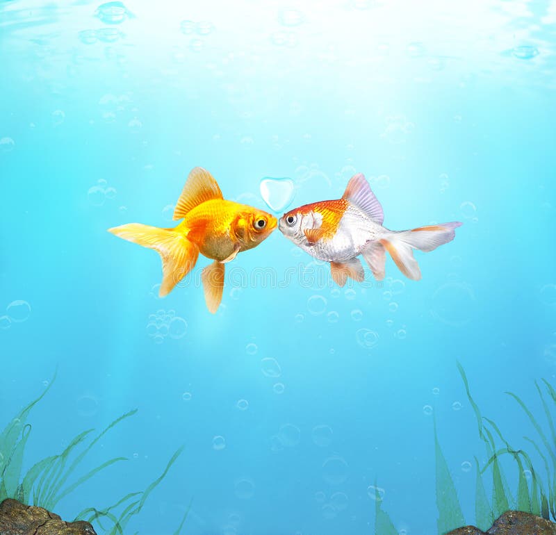 Goldfish Kiss stock photo. Image of pectoral, carassius - 173598
