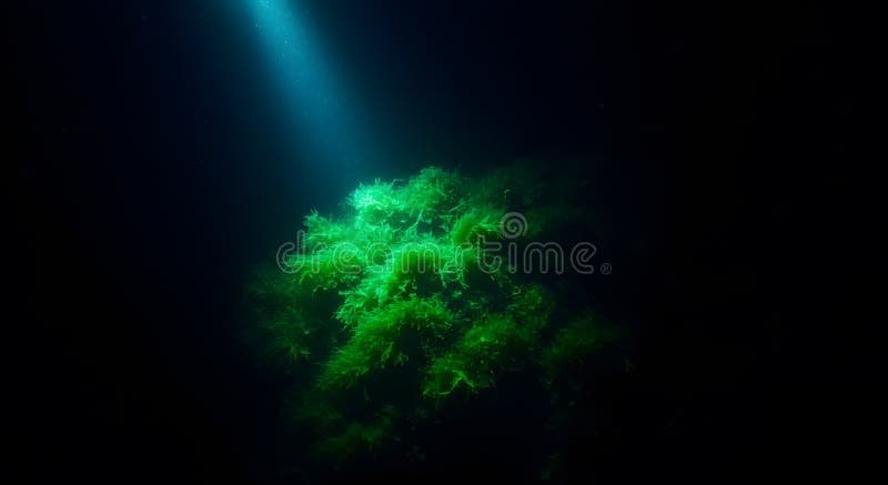 Underwater Luminescence: a Glowing Green Algae Cluster Illuminated in ...