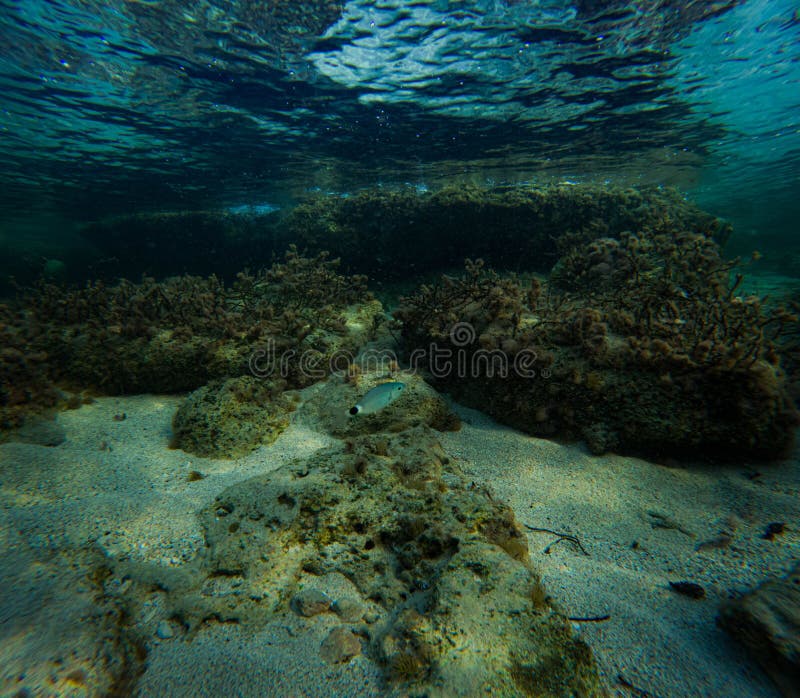 Underwater Nature with Algae Rocks and Sand Stock Image - Image of ...