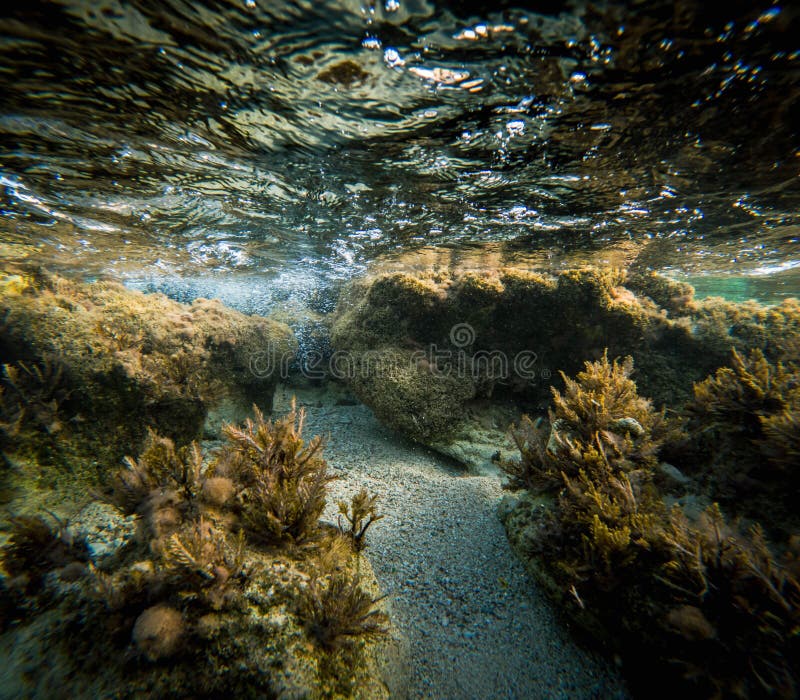 Underwater Nature with Algae Rocks and Sand Stock Image - Image of ...