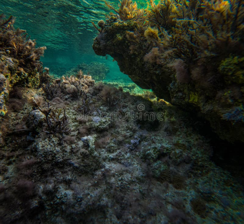Underwater Nature with Algae Rocks and Sand Stock Image - Image of ...