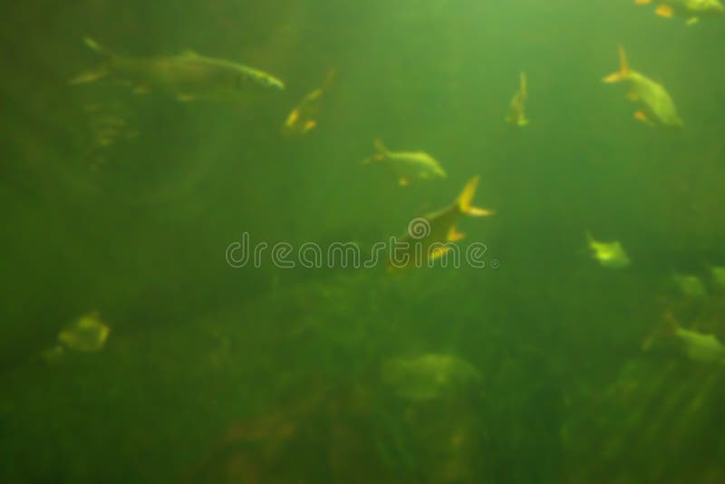 Underwater Ocean Abstract Blur Background Stock Photo - Image of diving ...