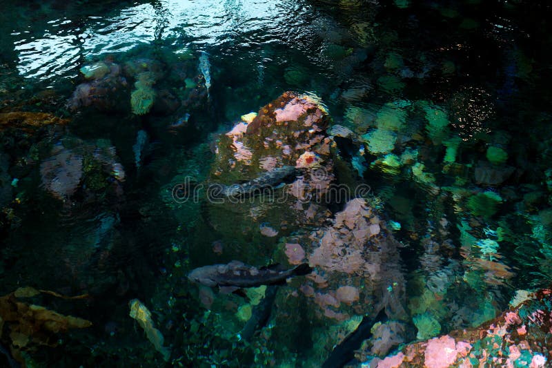 Underwater Ocean - Blue Abyss with Sunlight Diving and Scuba Stock ...