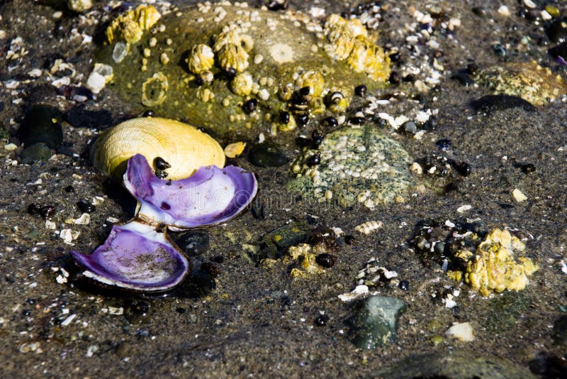 Underwater Ocean Shell stock image. Image of water, shells - 58823485