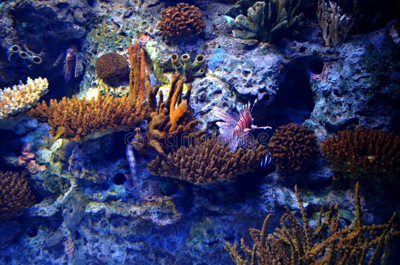Underwater Vegetation On Kicker Rock Wall Stock Photo - Image of nature ...
