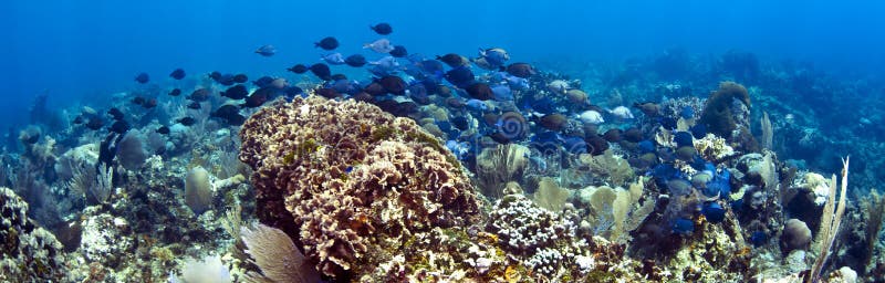 Underwater Panoramic stock image. Image of community - 17790185